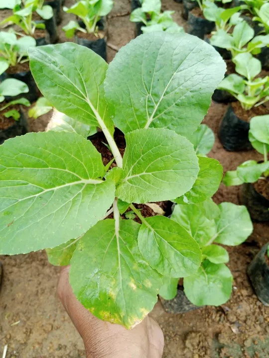 Petchay Plant ,Live plant with FREE fertilizer | Lazada PH