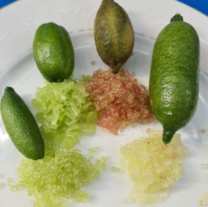 Citrus papuana plant | Lazada