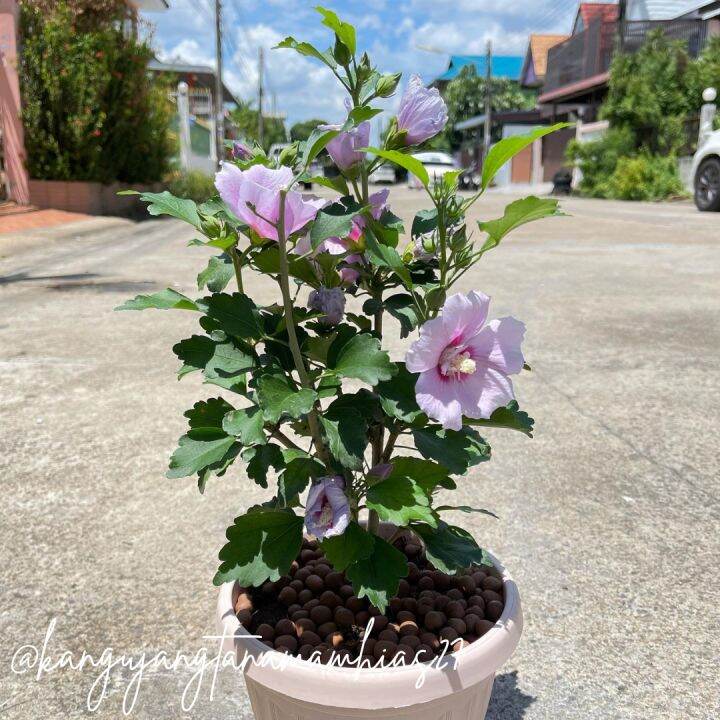 TANAMAN BUNGA SEPATU UNTUK MEMPERCANTIK TAMAN | BISA BAYAR DI TEMPAT ...