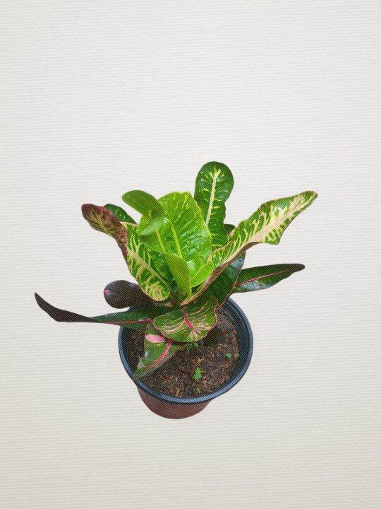 Thai Croton (san francisco) | Lazada PH