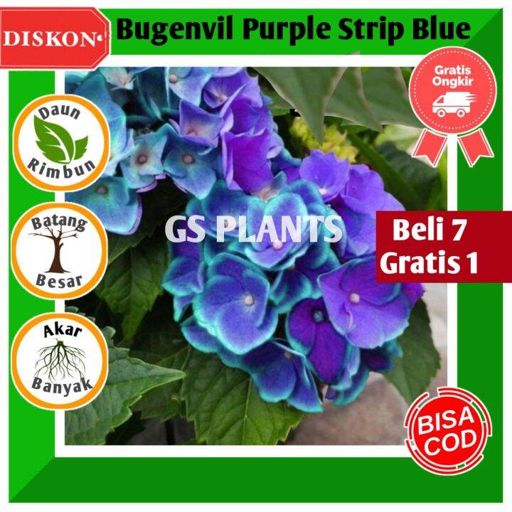 BIBIT TANAMAN HIAS BUGENVIL BUNGA KERTAS // Purple Strip Blue ...