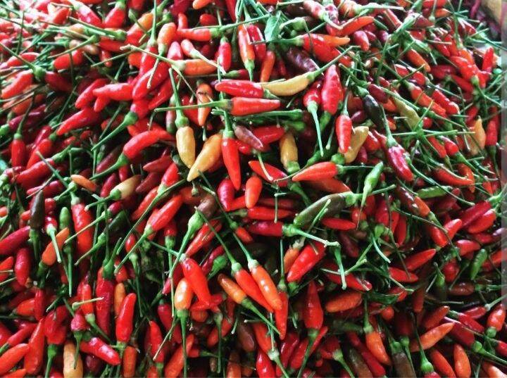 siling Labuyo | Lazada PH