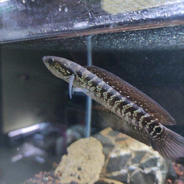 channa asiatica ws 5-6inch | Lazada