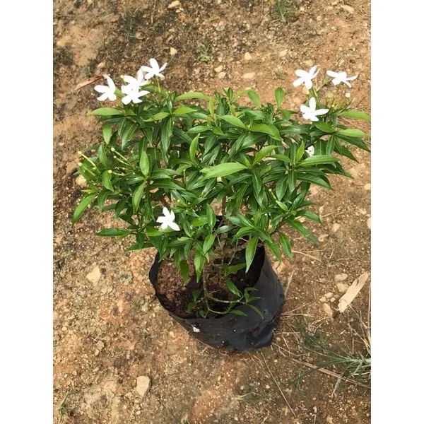 Pokok bunga mini jasmine / evatamia tahan lasak low maintenance | Lazada