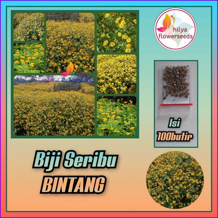 Biji Seribu Bintang | Lazada Indonesia