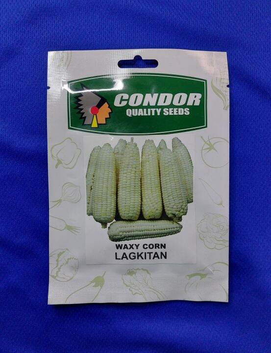Lagkitan (10 grams) Waxy Corn Seeds / Mais Seeds na Puti by Condor ...