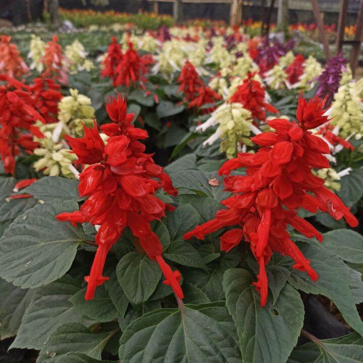 BUNGA SELVIA TANAMAN HIAS CANTIK | Lazada Indonesia