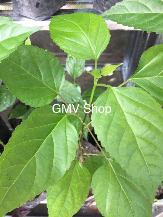 Alagaw live plant/ | Lazada PH