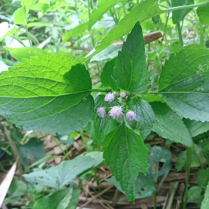 Daun bandotan obat herbal daun bandotan segar 200 gram | Lazada Indonesia