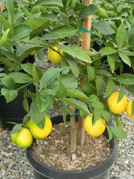 ANAK POKOK LEMON UREKA HYBRID | Lazada
