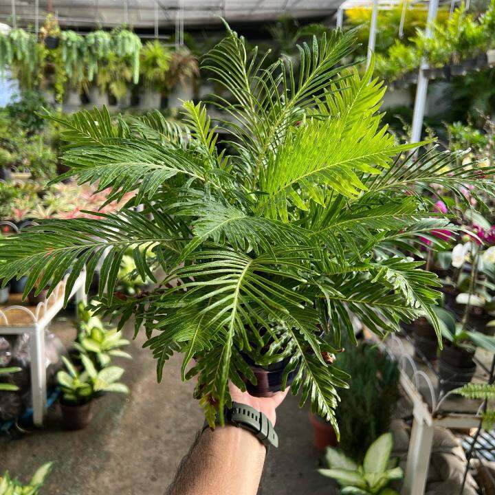 Tanaman Hias Hidup Pakis Jepang ( Pakis Blechnum ) | Pakis Besi ...