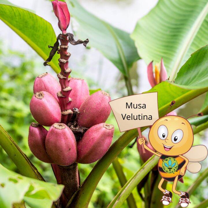 binhi pantanim 5 seeds for planting local fruit musa velutina pink red ...