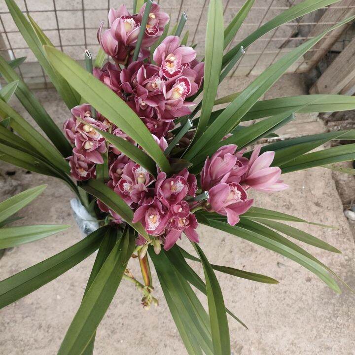 cymbidium collections | Lazada PH