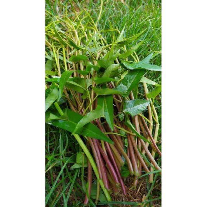 เมล็ดพันธุ์ ผักบุ้งนาแดง ก้านสีแดง(Red Kang Kong)บรรจุ 30 เมล็ดแก้ฟกช้ำ ...