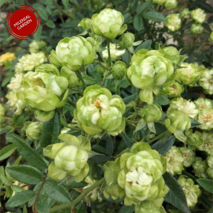 Mawar import Eclaire hijau tanaman hias outdor | Lazada Indonesia