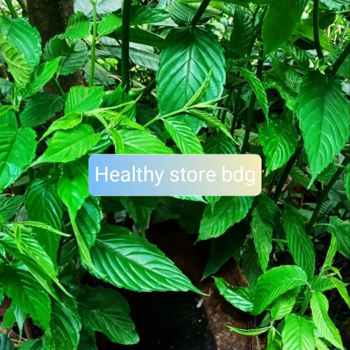 Daun kayu afrika segar 1 kg | Lazada Indonesia