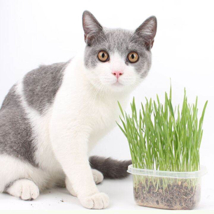 Cat Grass Seeds With Loam Soil & Pot Cat Grass Hydroponic With Tray ...
