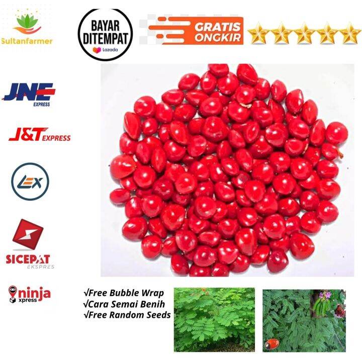 benih biji saga sogok tunteng isi 10 biji | Lazada Indonesia