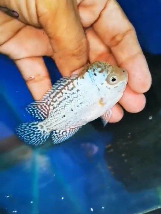 Flowerhorn , thailand kamfa f2 , size 3inch, pellet trained | Lazada