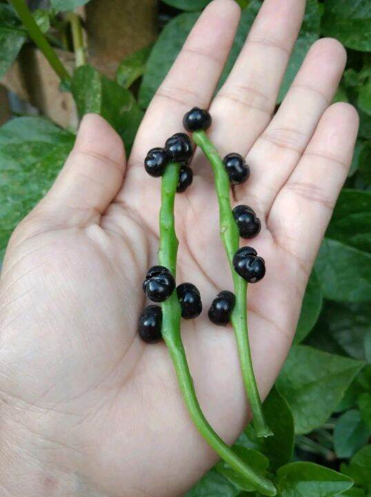 Fresh Alugbati seeds for planting(15pcs/pack) | Lazada PH