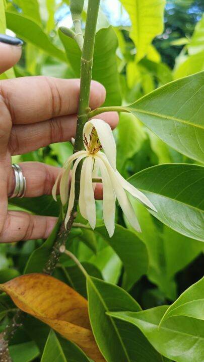 Sandalwood White/ White Champaca Rare/ White Jade orchid tree seedlings ...