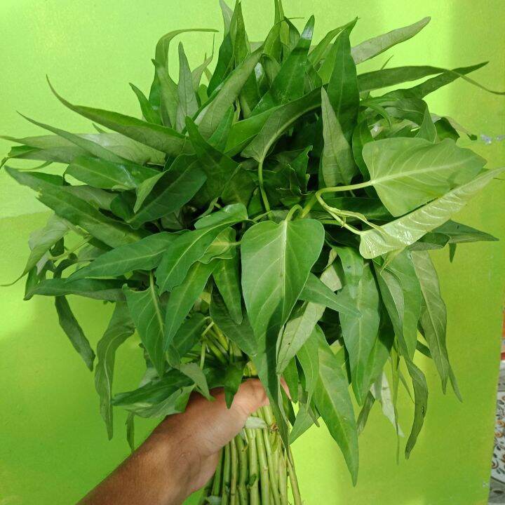 Sayur kangkung /kangkung segar 1 ikat | Lazada Indonesia