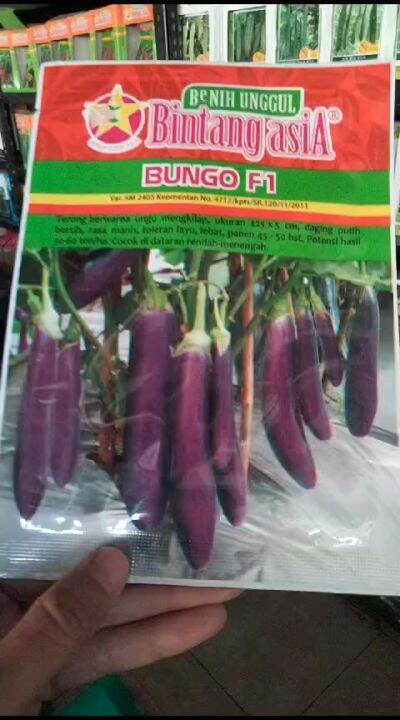 Benih Terong Unggul Bungo F1 Bibit Terong Bintang Asia | Lazada Indonesia