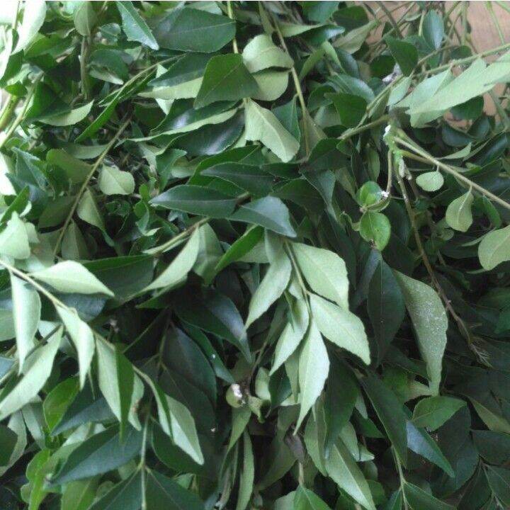 Daun Salam Koja 500 Gram - Daun Kari Temurui Basah Fresh | Lazada Indonesia