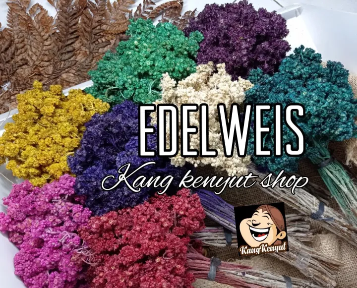 Bunga edelweis asli edelwais kering bunga abadi varian merapi 1 ikat ...