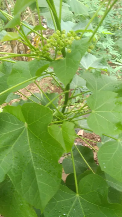 daun jarak pagar segar 25 Lembar / daun jarak herbal 25 Lembar daun ...