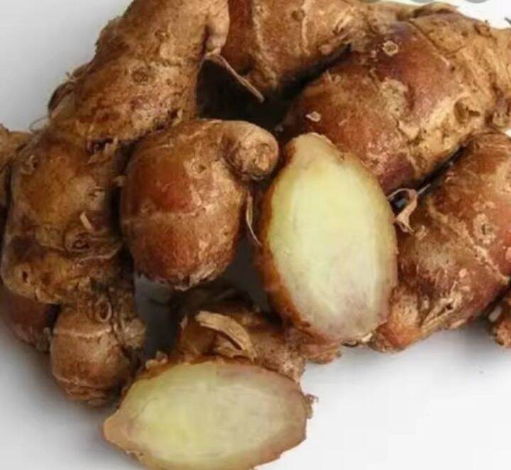 Cikur Segar Penyedap Rasa Kencur Segar Cikur Bumbu Masakan Dapur Murah ...