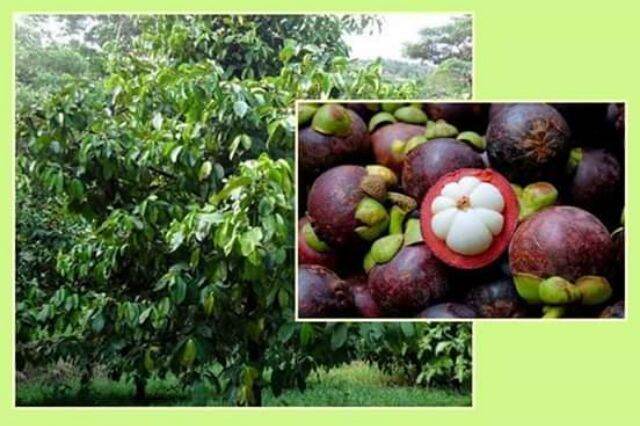 pokok manggis mesta | Lazada
