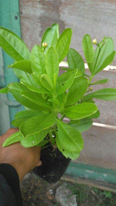 Bibit Tanaman Gingseng Jawa - Bibit Ginseng Jawa - Som Jawa - Tanaman ...
