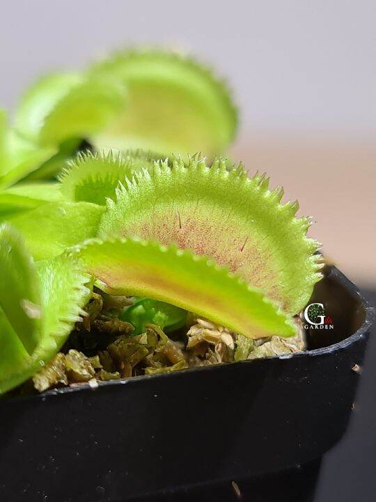 Venus Flytrap Bristletooth "Bristle Tooth" [Dionaea Muscipula, Venus ...