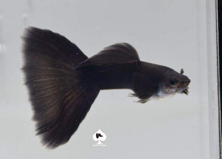 Moscow Black (Guppy fish, pure strain) | Lazada