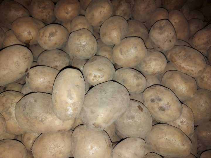 KENTANG DIENG UKURAN KECIL 1 KG | Lazada Indonesia