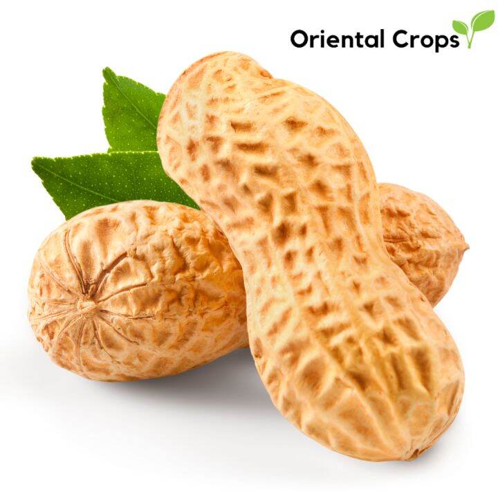 peanut mani nut seeds for planting outdoor garden plant | Lazada PH