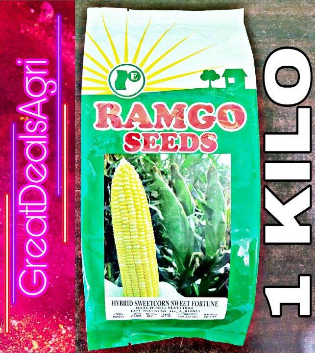 SWEET FORTUNE F1 HYBRID SWEETCORN SEEDS (1 KILO) RAMGO | Lazada PH