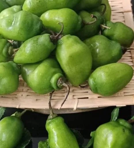 cabe gendot bandung cabai bendot bandung super pedas 1kg cabai setan ...