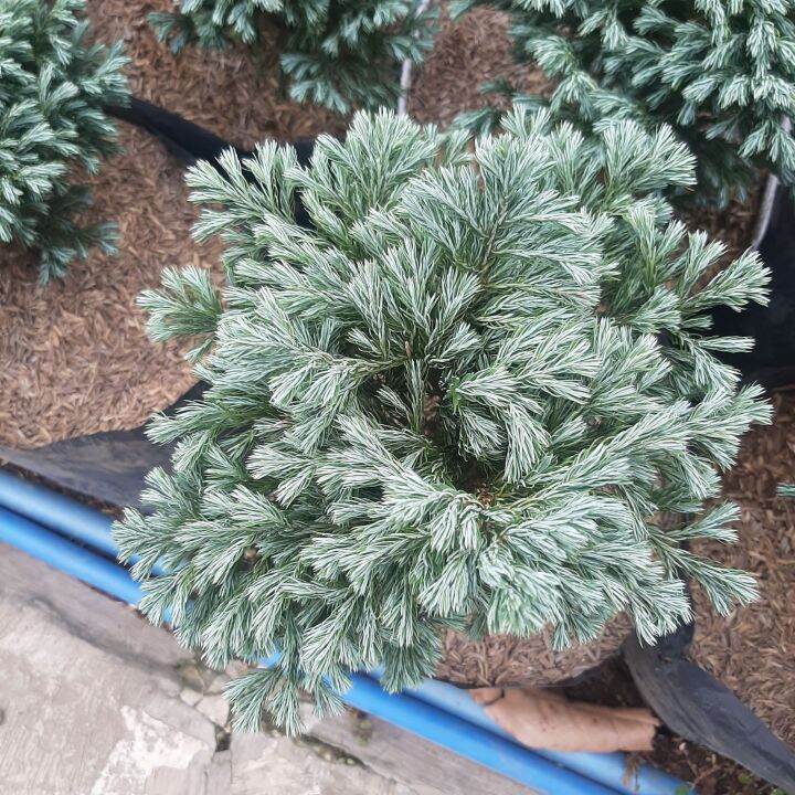 Cemara perak biru - tersedia ukuran remaja dan dewasa - tanaman hias ...