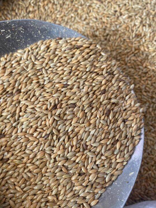Canary Seeds - Plain (1 Kilo) | Lazada PH