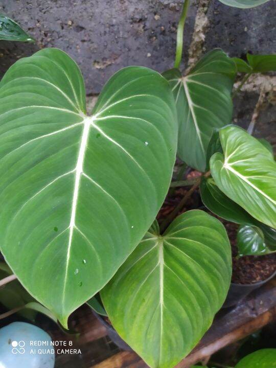 philodendron gloriosum-philo gloriosum | Lazada Indonesia