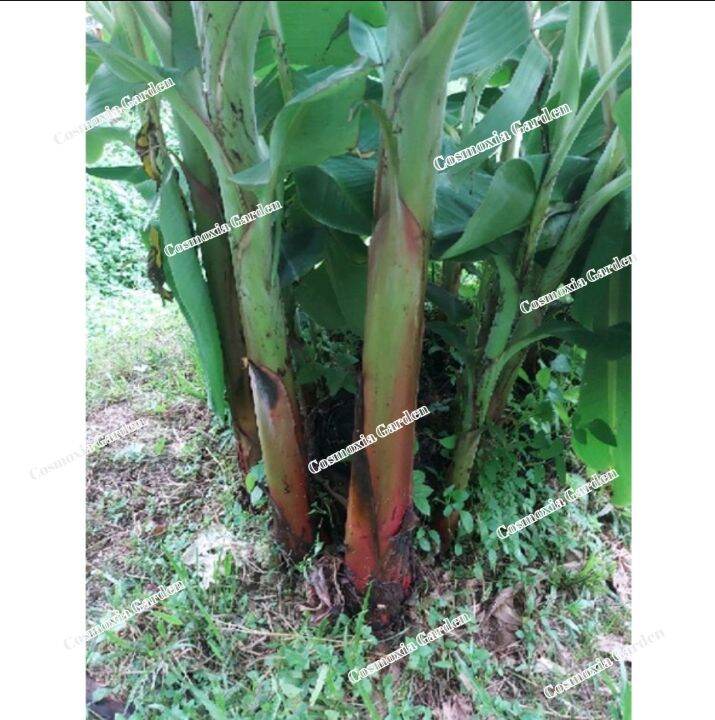 Anak pokok/ sulur Pisang Nangka | Lazada
