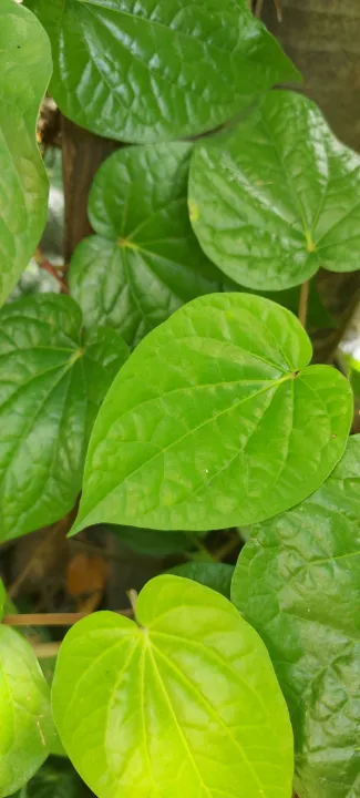 betel leaf/ikmo leaves 60 pcs | Lazada PH