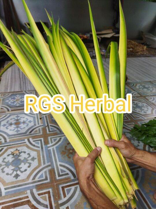 Daun Kelapa Bahan Janur dan Bahan Ketupat 10 batang | Lazada Indonesia