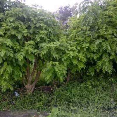 stek tanaman Gamal super 1 k perbatang | Lazada Indonesia