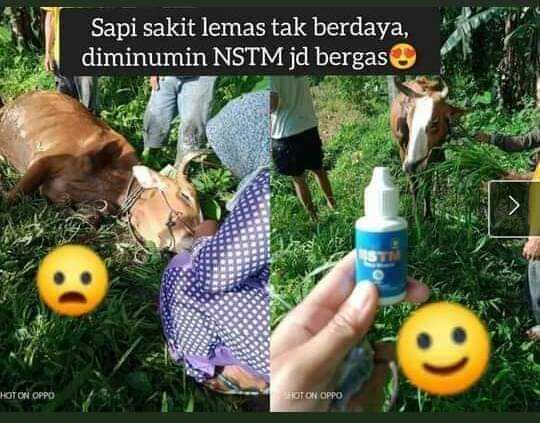 OBAT SAPI PMK// OBAT PENYAKIT MULUT KUKU SAPI//NSTM OBAT TETES SAPI MPK ...