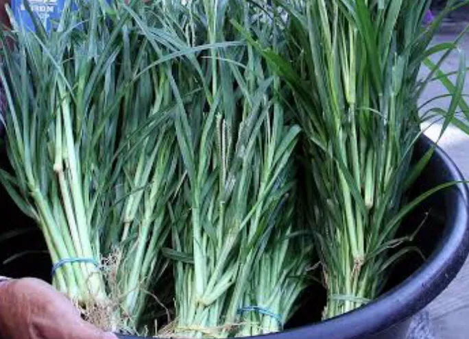 Big Paragis whole. Estimated 200grams each. Sundried Paragis for making ...