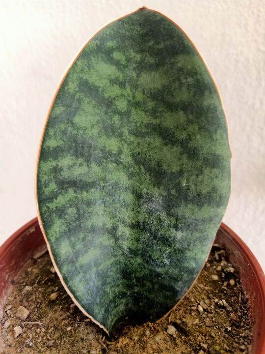 Dwarf Baby Whale Fin, Dwarf Sansevieria Masoniana, Whale Fin ...