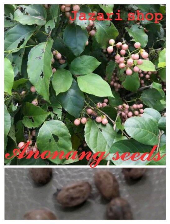 Anonang seed for planting(6pcs) | Lazada PH